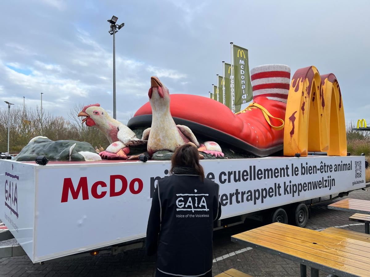 McDonald’s weigert het Better Chicken Commitment (BCC) te ondertekenen en vertrapt daarmee het ...